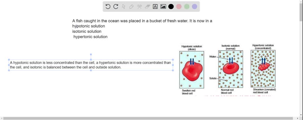 SOLVED: A fish caught in the ocean was placed in a bucket of fresh ...