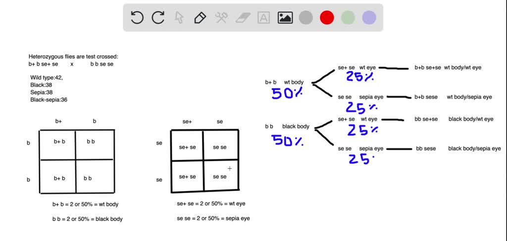 SOLVED: In Drosophila, black body color (b) and sepia eye color (se ...