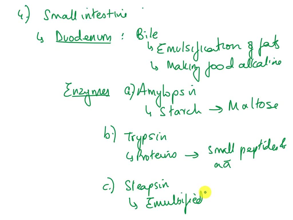 SOLVED: Explain the entire process of digestion of a cheeseburger from ...