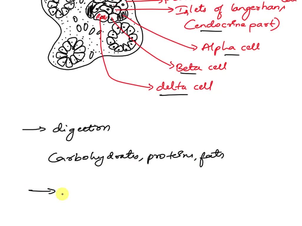 SOLVED: .Draw a labelled diagram of the transverse section of pancreas ...