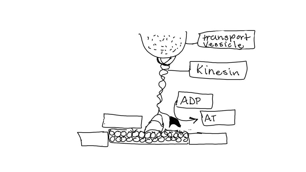 SOLVED: Complete a diagram of the movement of a motor protein along a ...