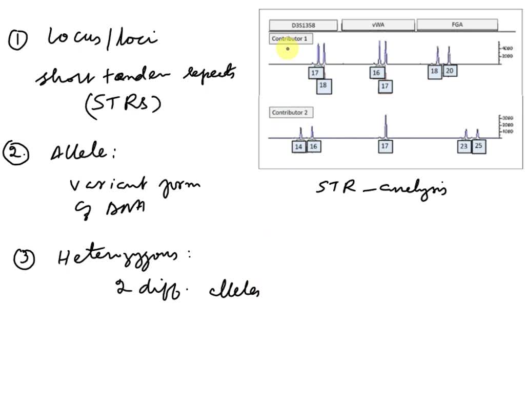 SOLVED: The image above is the STR Analysis from two suspects who left ...