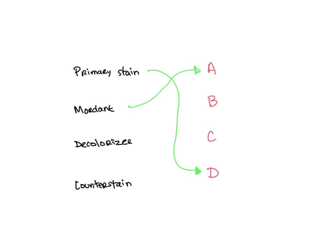 SOLVED: Primary Stain (Crystal Violet) Mordant (Gram's Iodine ...