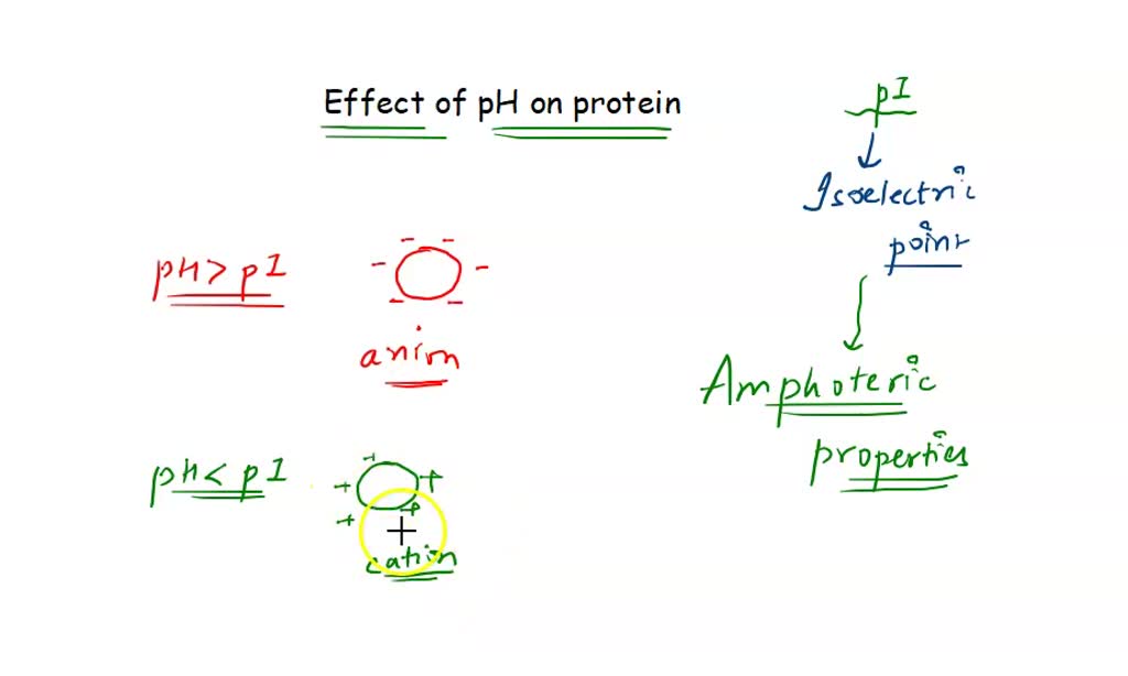 SOLVED: Using your knowledge of protein structure, explain in detail ... SOLVED: Using your knowledge of protein structure, explain in detail ...