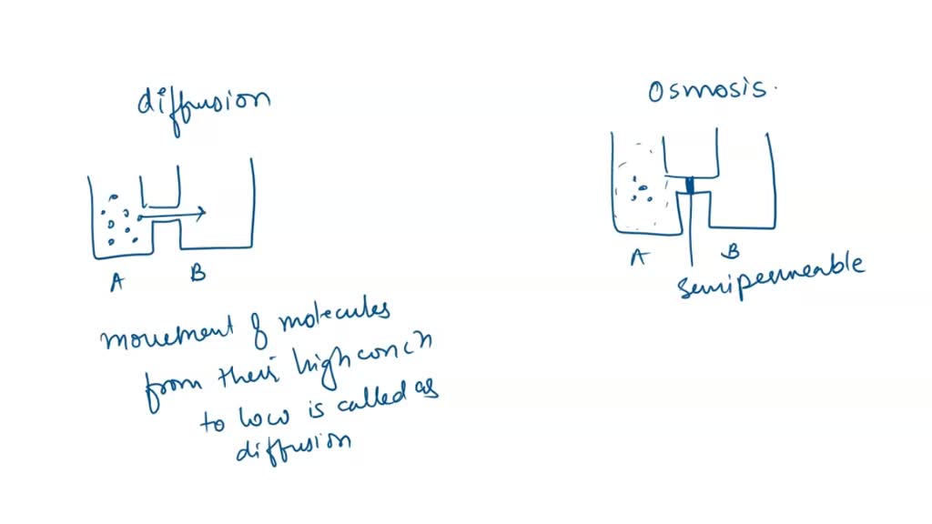 SOLVED: Osmosis and Diffusion Worksheet Name: What did you observe in ...
