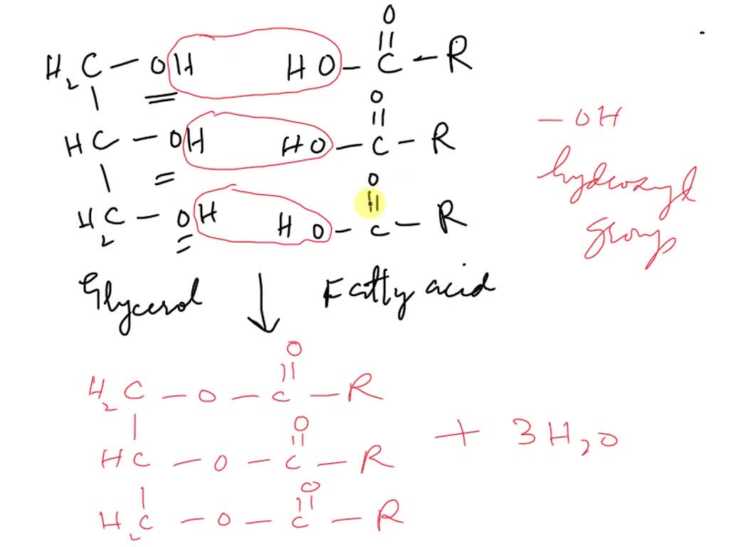 SOLVED: Which functional groups (from glycerol and from the fatty acids ...