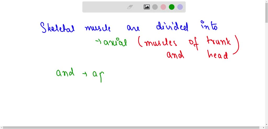 Solved Model Of The Torso And Proximal Parts Of The Limbs With Muscles
