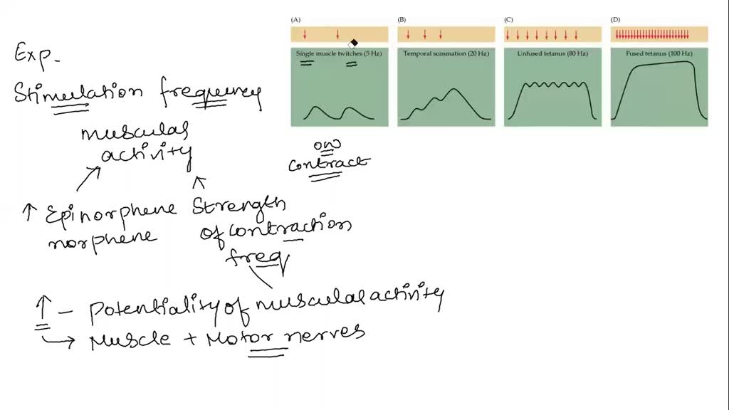 SOLVED: During an eccentric contraction, muscles' ability to use stored ...