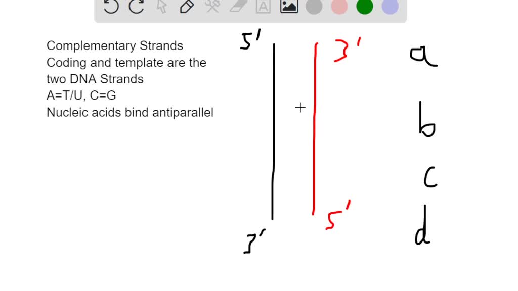 SOLVED: The sequence below is the coding strand of the first 20 codons of the human Beta globin ...
