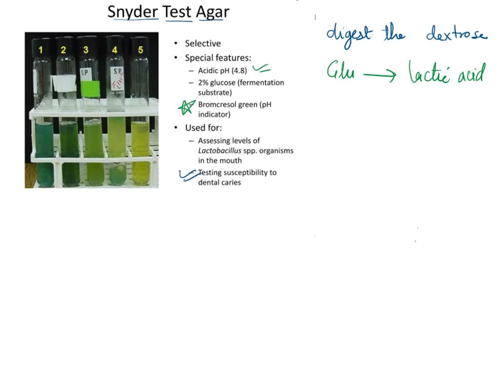 SOLVED: 1. As demonstrated by this exercise, Lactobacillus species ...