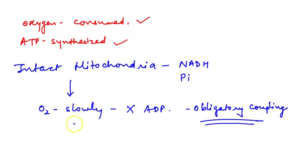 SOLVED: Oxygen consumption by isolated mitochondria can be measured in ...