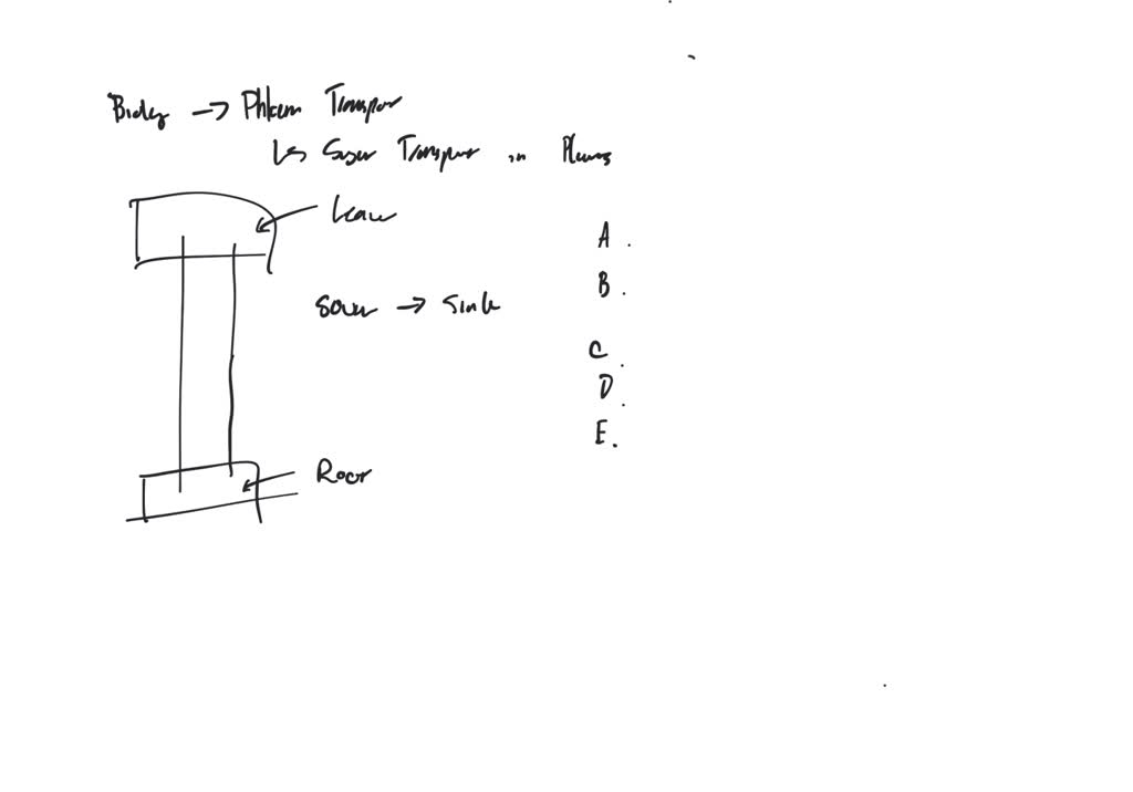 SOLVED: The pressure-flow model of phloem transport states that a ...