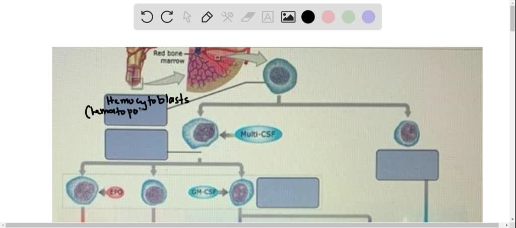Art-labeling Activity: The Origins and Differentiation of Formed ...
