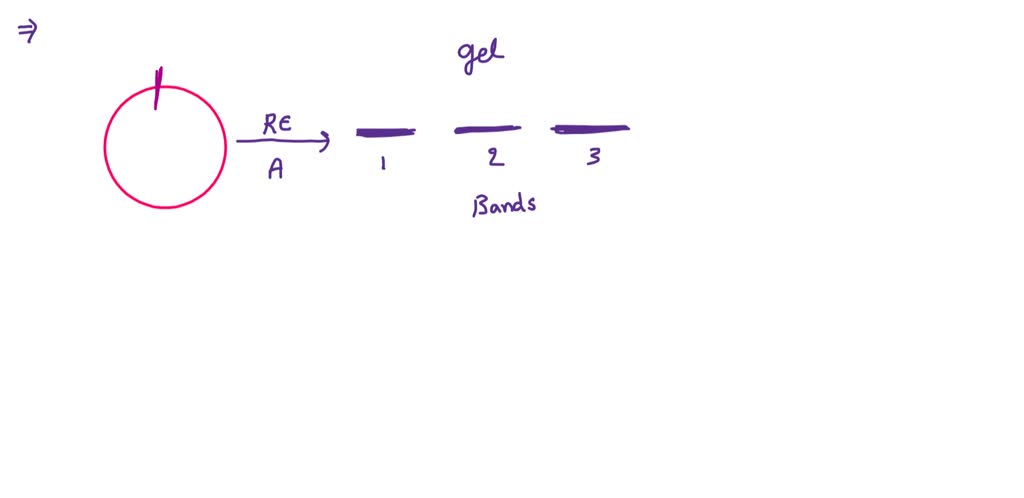 SOLVED: Plasmid DNA is treated with restriction enzyme A, and three ...