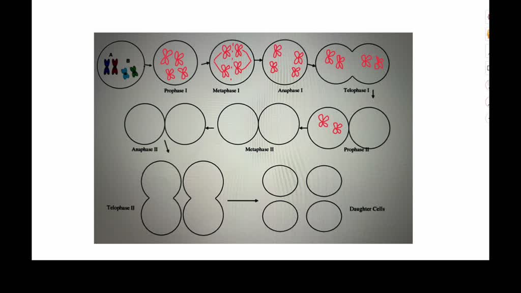 SOLVED: Draw the chromosomes aS undergoes meiosis: KX 8 Prophase ...