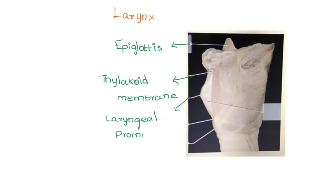 SOLVED: label the features of the larynx of a cadaver (lateral view)