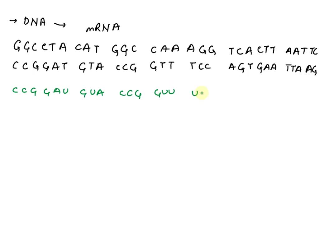 SOLVED: Each codon on the mRNA represents an amino acid. How many codons could be formed if each ...