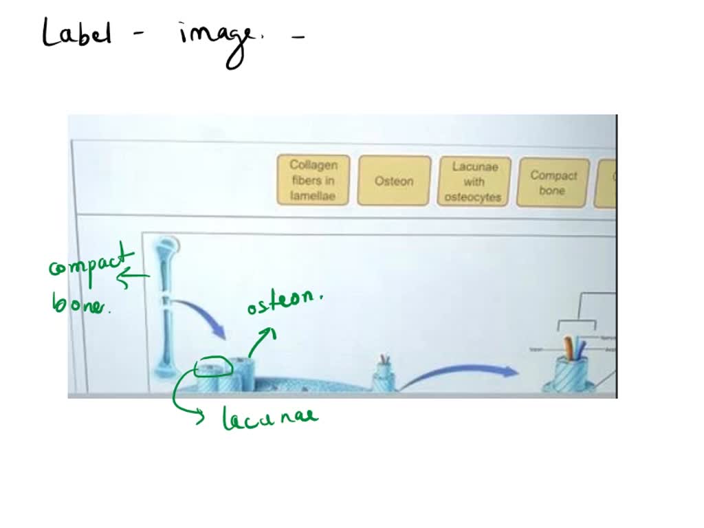SOLVED: Art-labeling Activity: Figure 7.5a (2 of 3) Part A Drag the ...