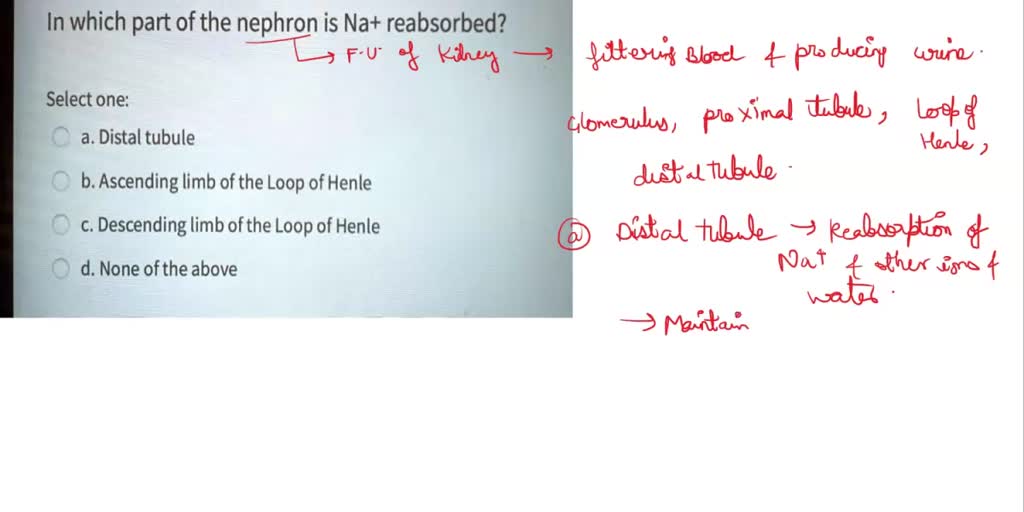 SOLVED: 26. In the nephron, water is permeable in all but the following ...