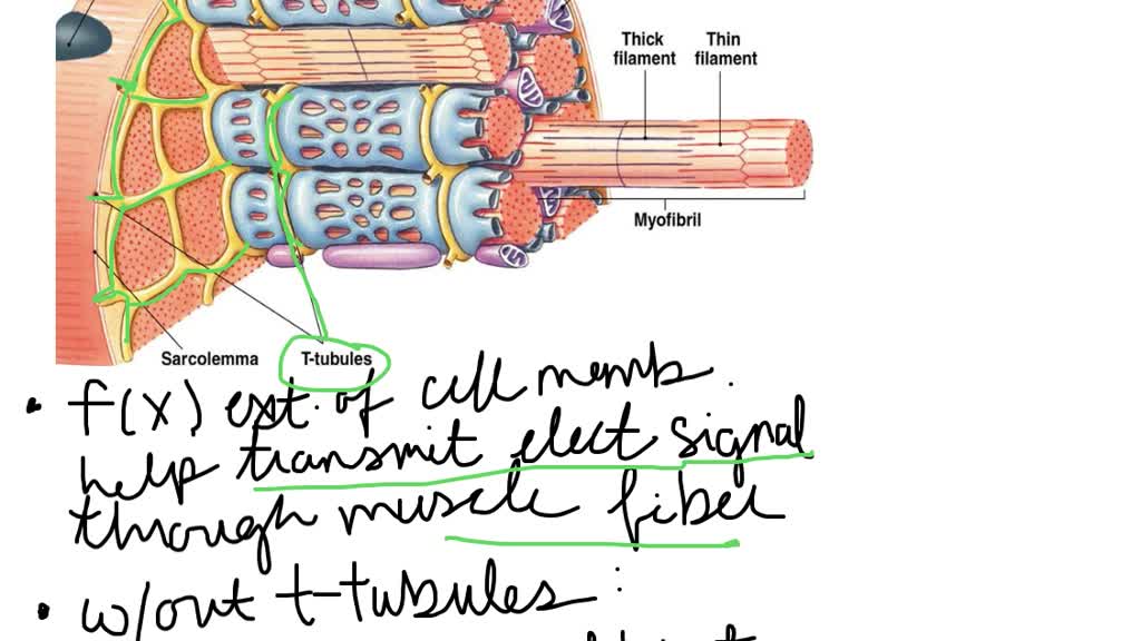 SOLVED: How would muscle contractions be affected if skeletal muscle ...