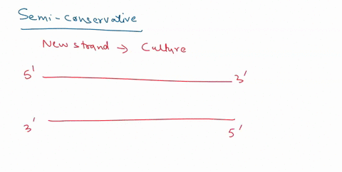 What is the difference between semi conservation replication...