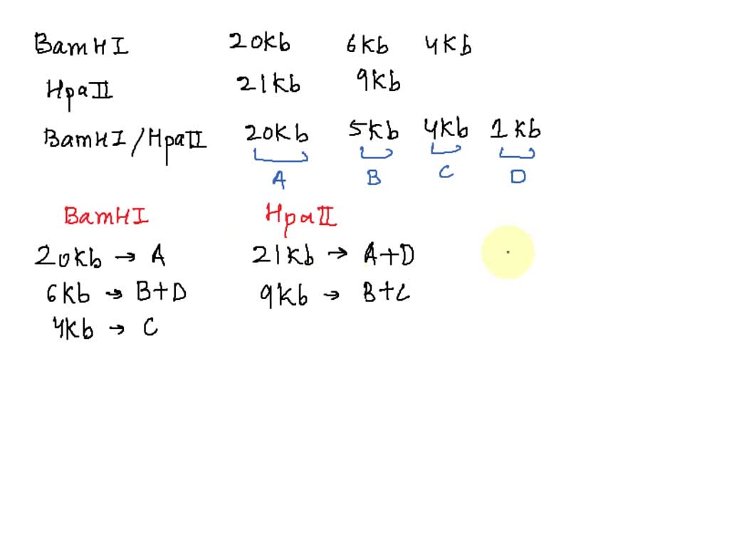 SOLVED: A linear piece of DNA that is 30 kb long is first cut with ...