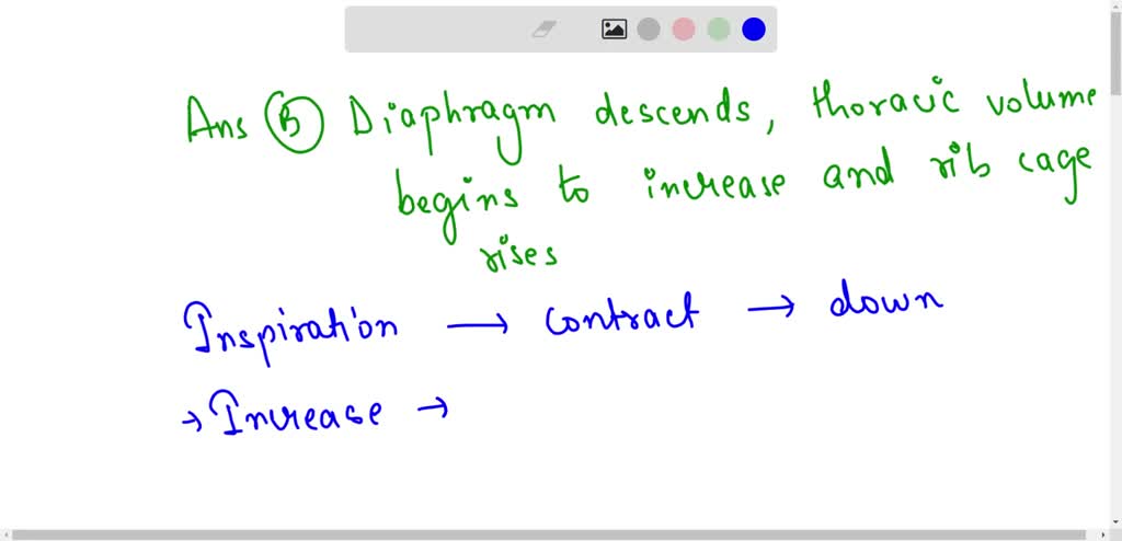 SOLVED: For inspiration of air, which of the following happens first? A ...
