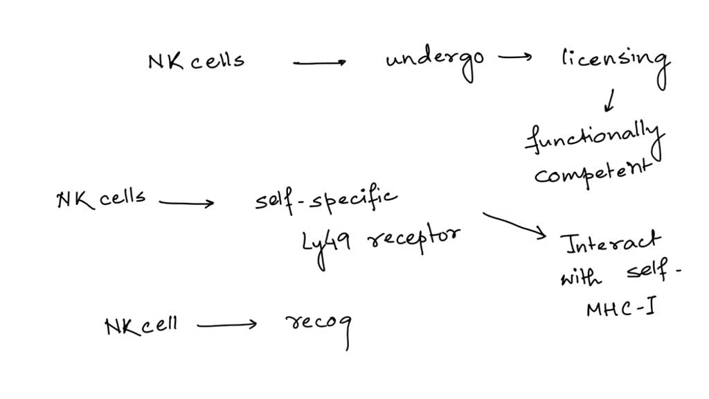 SOLVED: 26. Natural killer cells (NK cells) carry activating and ...
