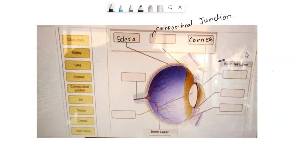SOLVED: Art-labeling Activity: The Major Structures of the Eye Ciliary ...
