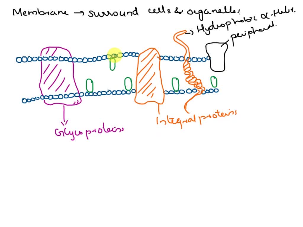 SOLVED: Draw the typical eukaryotic membrane structure and show components on/in the membrane ...