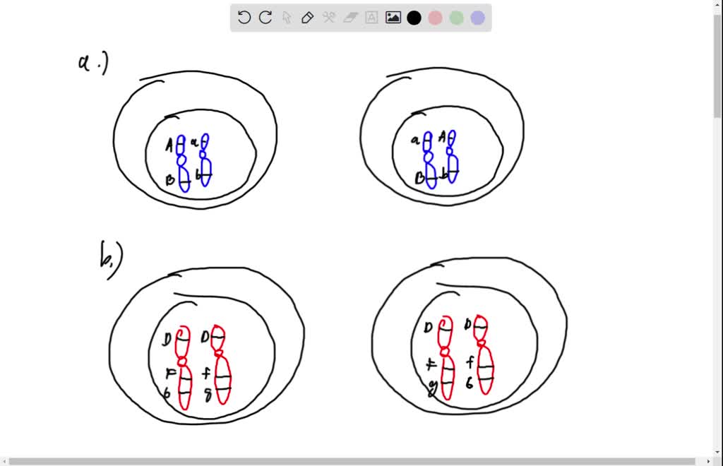 SOLVED: Make a diagram illustrating the alleles of homologous ...