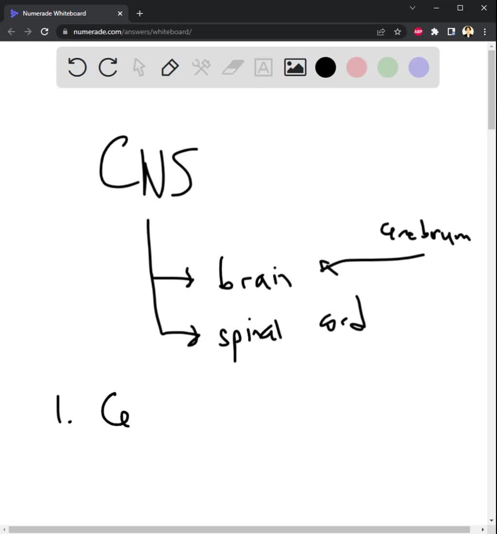 Solved Examine The Neural Structures Involved In Schizophrenia By Choosing Naming And
