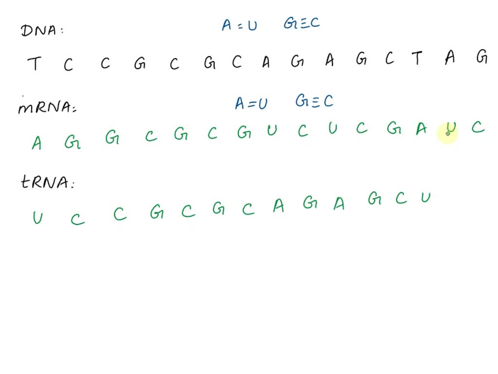 SOLVED: Directions: Use the DNA sequence to create your mRNA strand. Use the mRNA sequence to ...