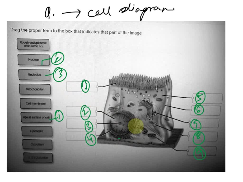 Golgi Apparatus Structure Functions And Diagram