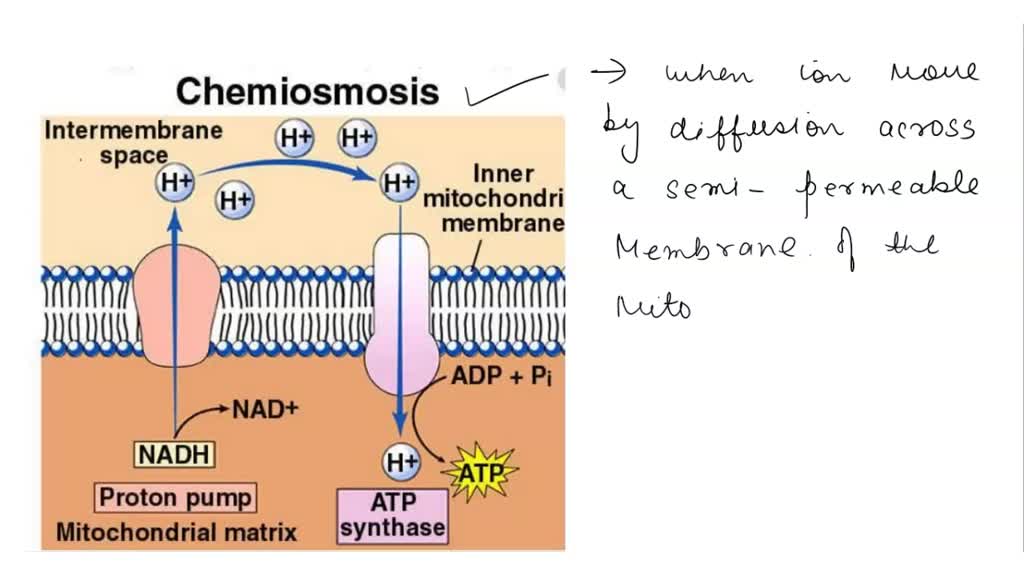 SOLVED: Chemiosmosis involves a. the movement of electrons across the ...
