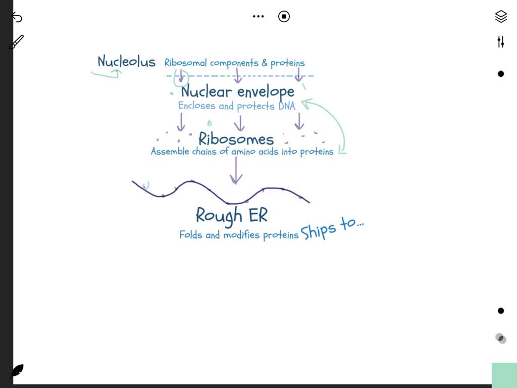 SOLVED: Make a flow chart showing how the following structures are ...