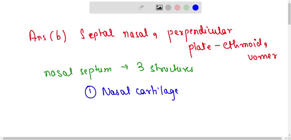 SOLVED: A. perpendicular plate B. vomer C. middle nasal conchae D ...