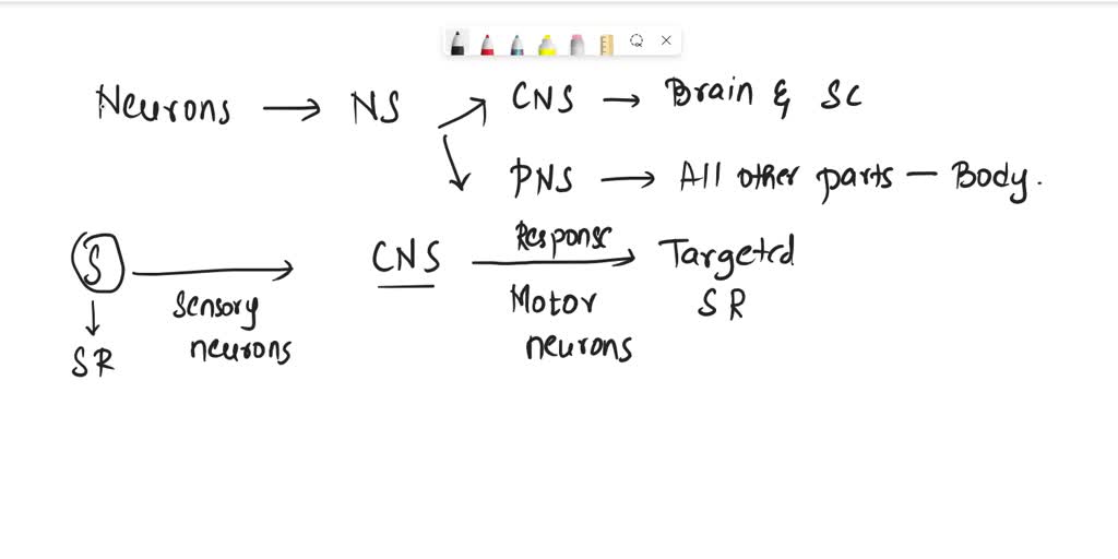 SOLVED: "Motor unit" refers to A single motor neuron plus all the ...
