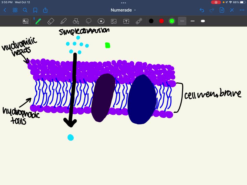 VIDEO solution: 6. Draw a mesophyll cell, a companion cell, and a sieve ...