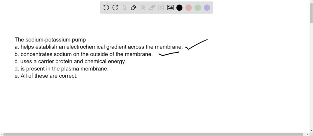 SOLVED: The sodium-potassium pump a. helps establish an electrochemical ...
