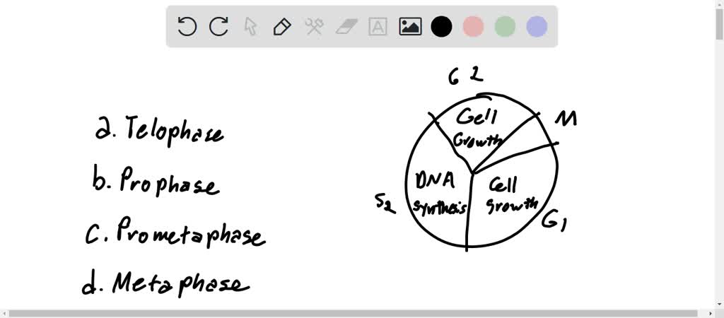 SOLVED: The M-phase checkpoint ensures that all chromosomes are ...