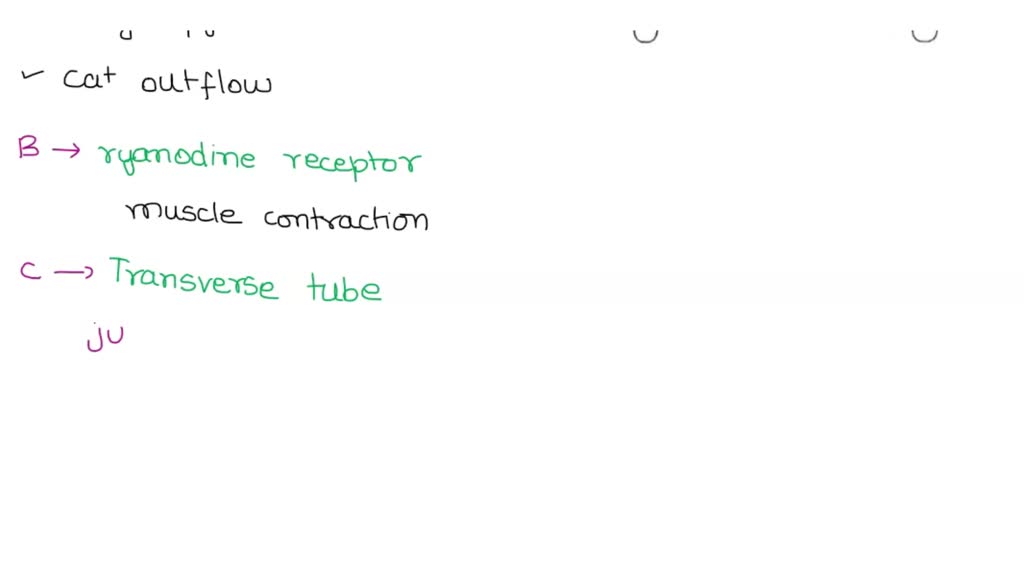 SOLVED: (c) The diagram below represents the terminal cisterna in a ...