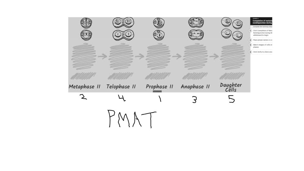 SOLVED: PHASE 4: Completion of meiosis with nondisjunction during ...