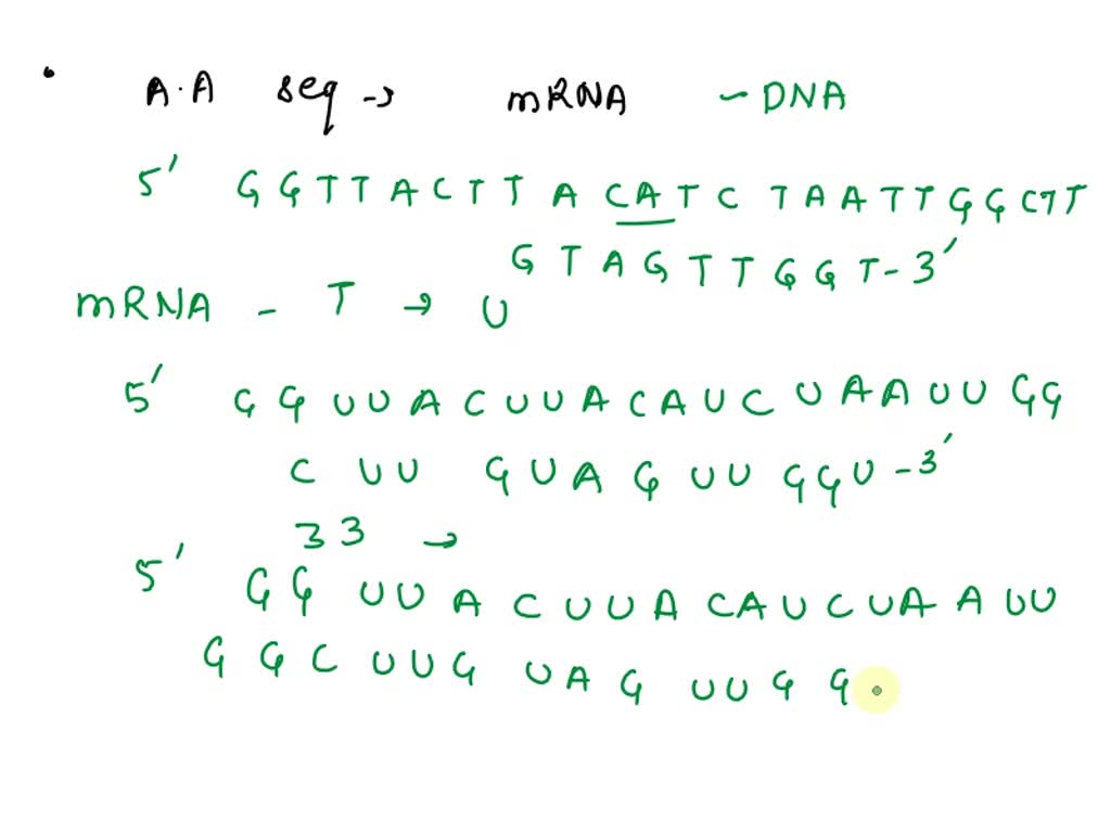 SOLVED: Use the two gene sequences to answer the rest of the questions ...