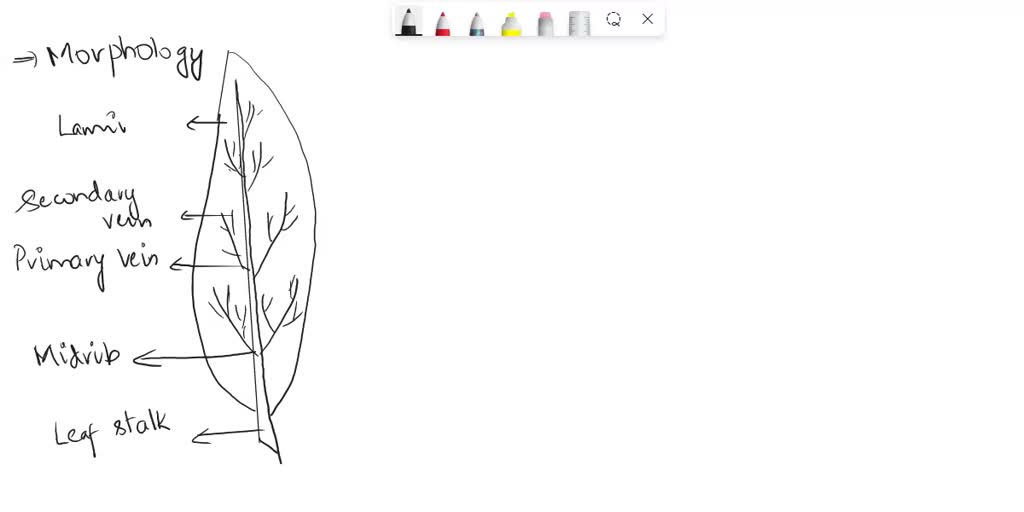 SOLVED: Text: External Morphology Observe leaves of various plants ...