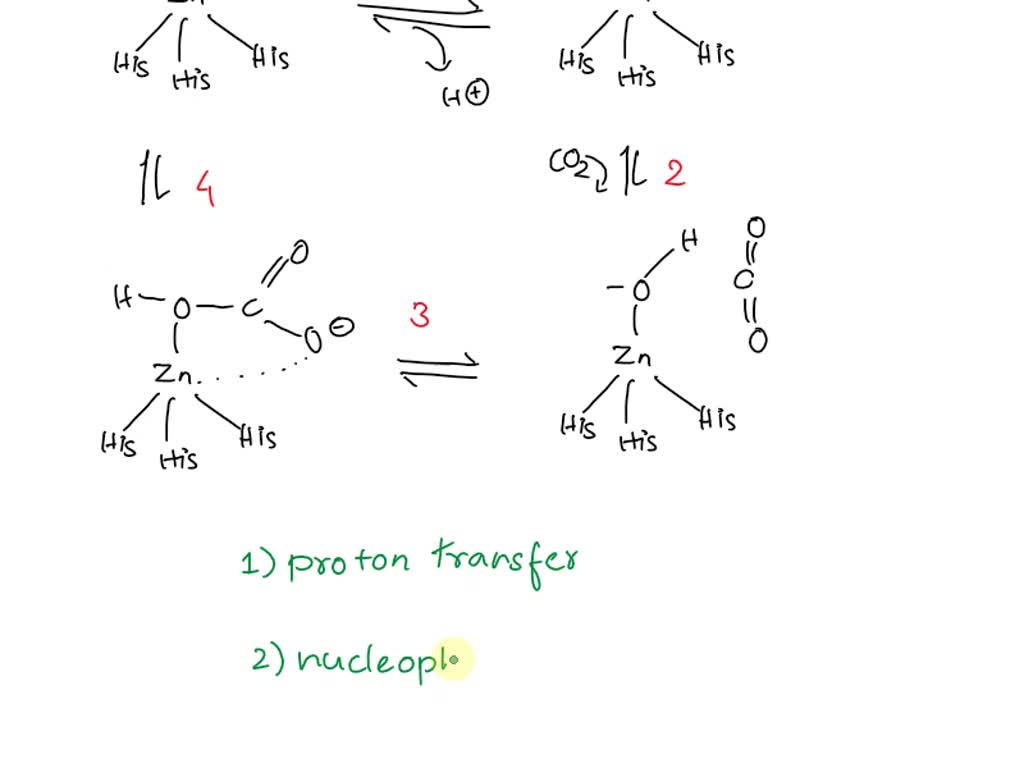 SOLVED: Carbonic anhydrase catalyzes the reversible conversion of ...