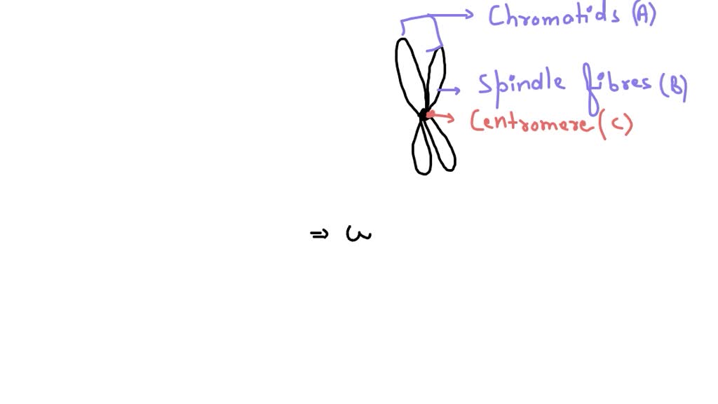 SOLVED: In a structure chart, how are the lines connecting boxes ...