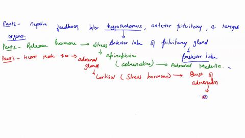 The Largest Endocrine Gland Is, 41% OFF | www.micoope.com.gt