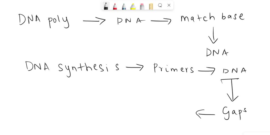 SOLVED: true or false? DNA replication occurs simultaneously at many ...