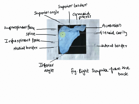 Identify the landmarks by number scapula coracoid process...